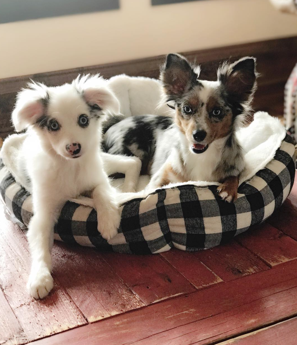 All About Aussies – The Little Aussies