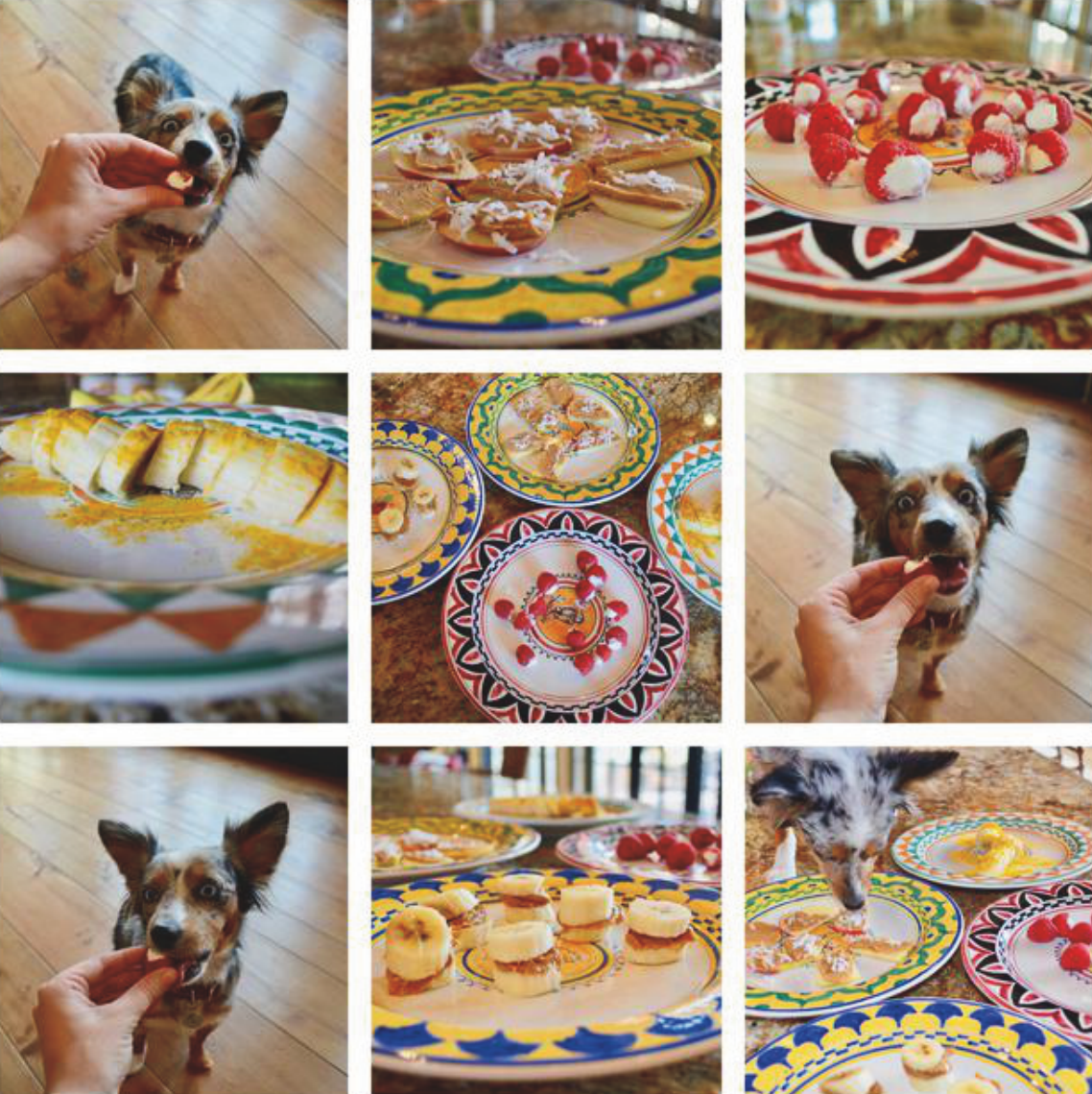 Easy Snacks for Dogs – The Little Aussies